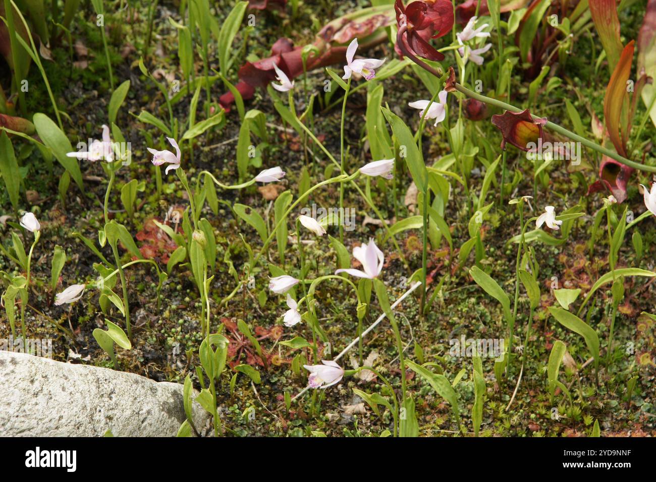 Pogonia ophioglossoides, snakemouth orchid Stock Photo - Alamy
