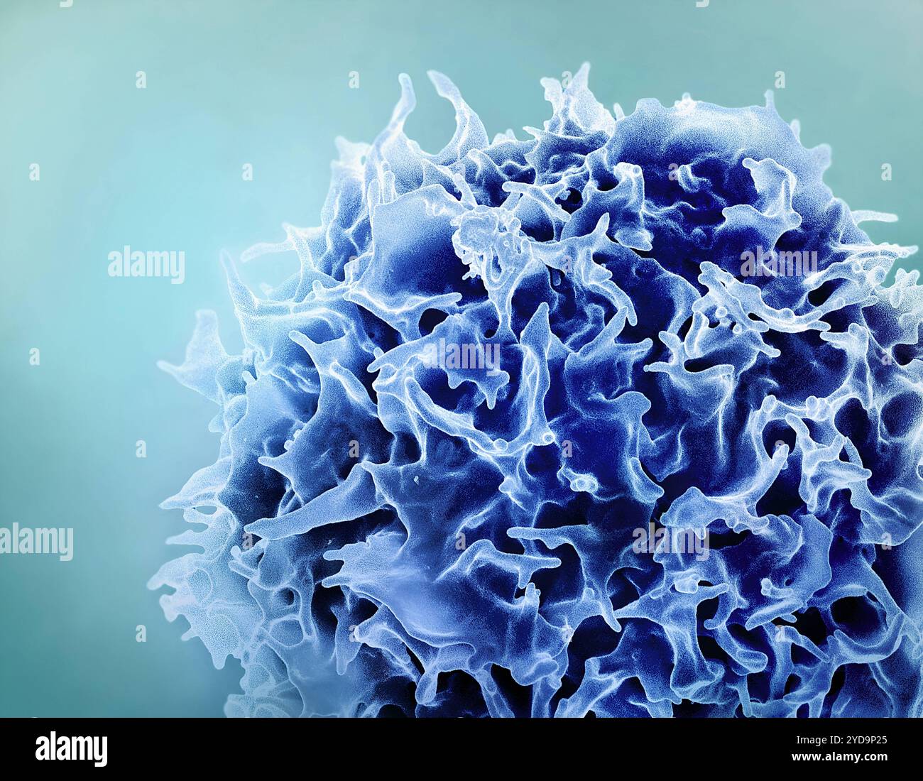 Colorized scanning electron micrograph of a T lymphocyte also known as ...