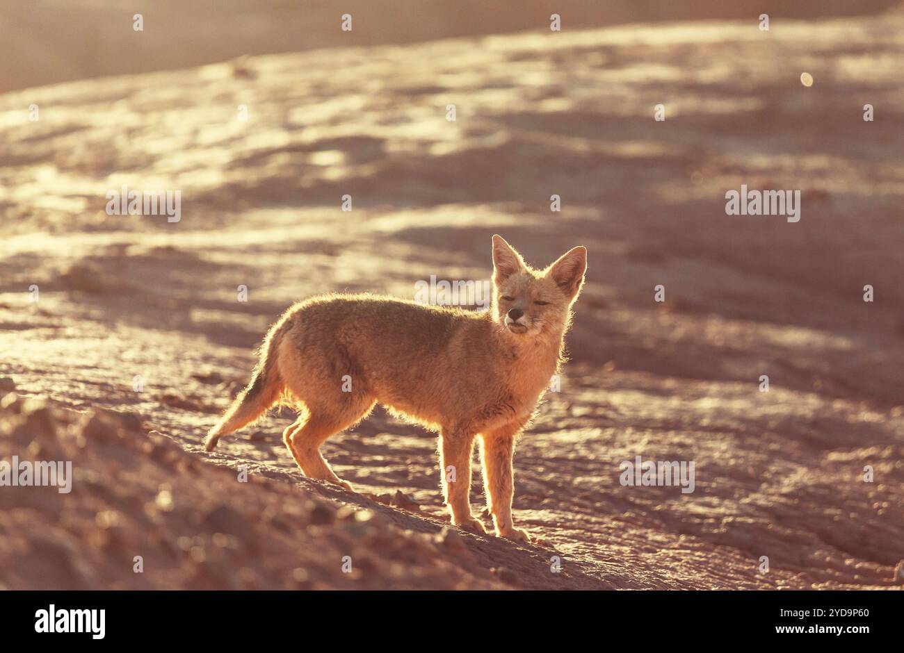 Patagonian andean forest hi-res stock photography and images - Alamy