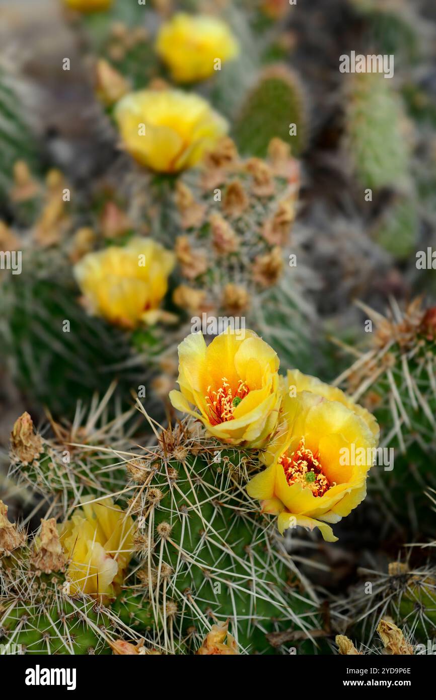 USA, Oregon, Bend, fRancho Las Hierbas, Prickly Pear, Cactus Stock ...