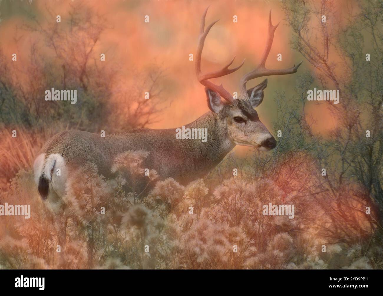 USA, Oregon, Bend, Rancho Las Hierbas, Odocoileus hemionus, Mule Deer ...