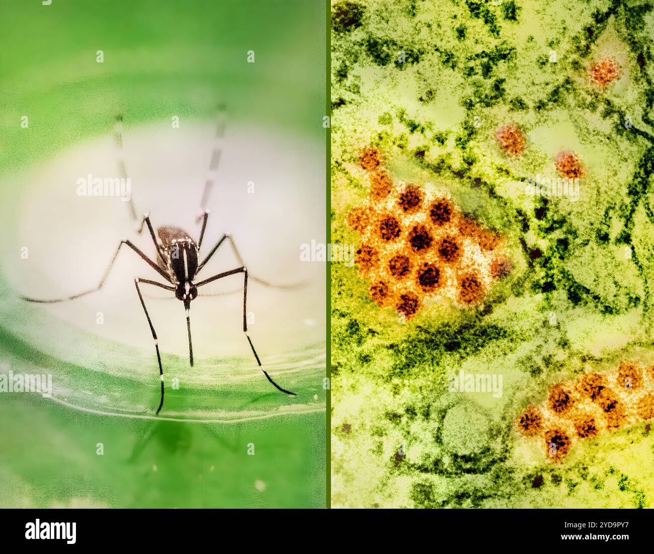 Aedes mosquito next to a transmission electron micrograph of dengue ...