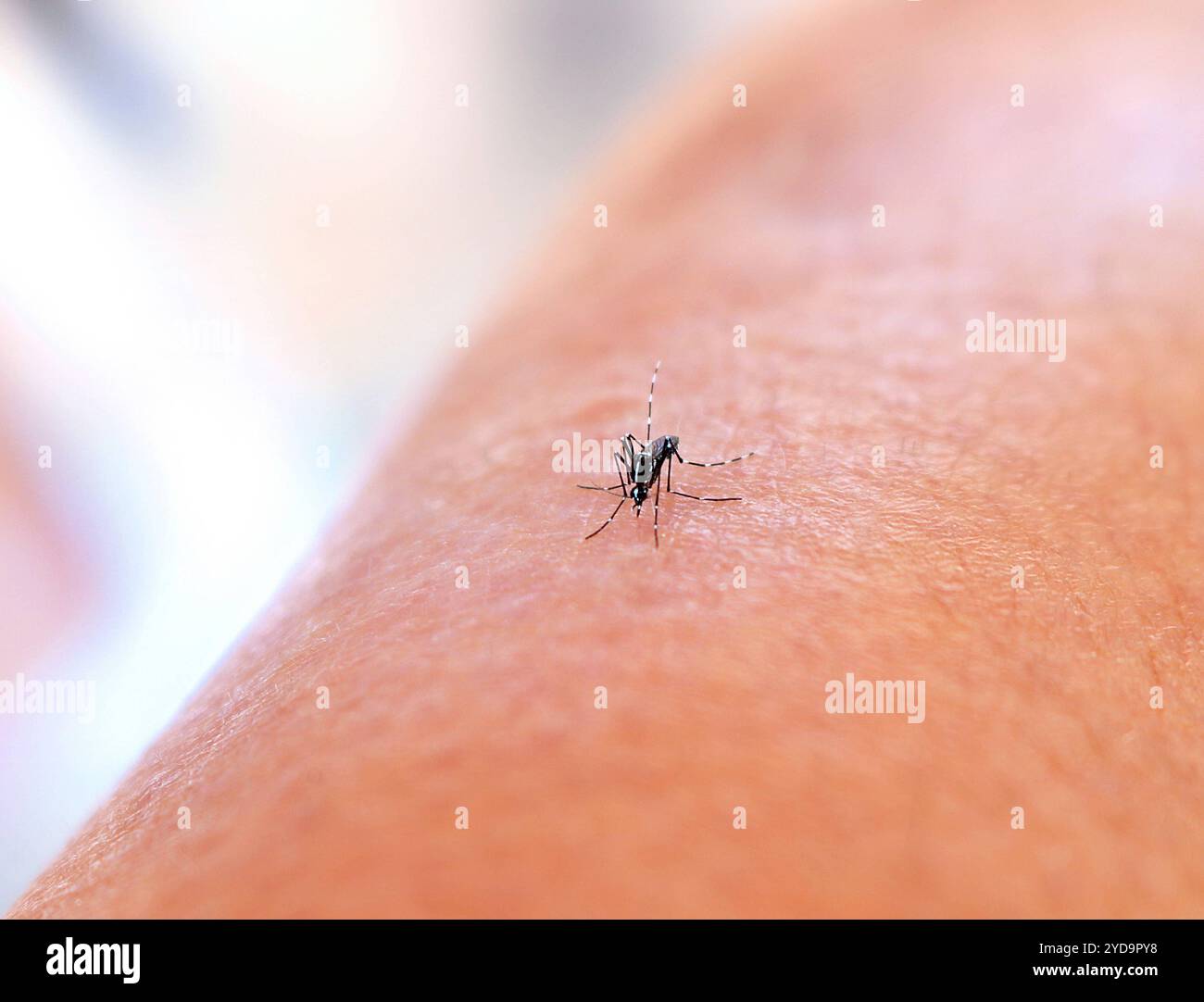 Bite by an Aedes mosquito. This species can transmit multiple diseases ...