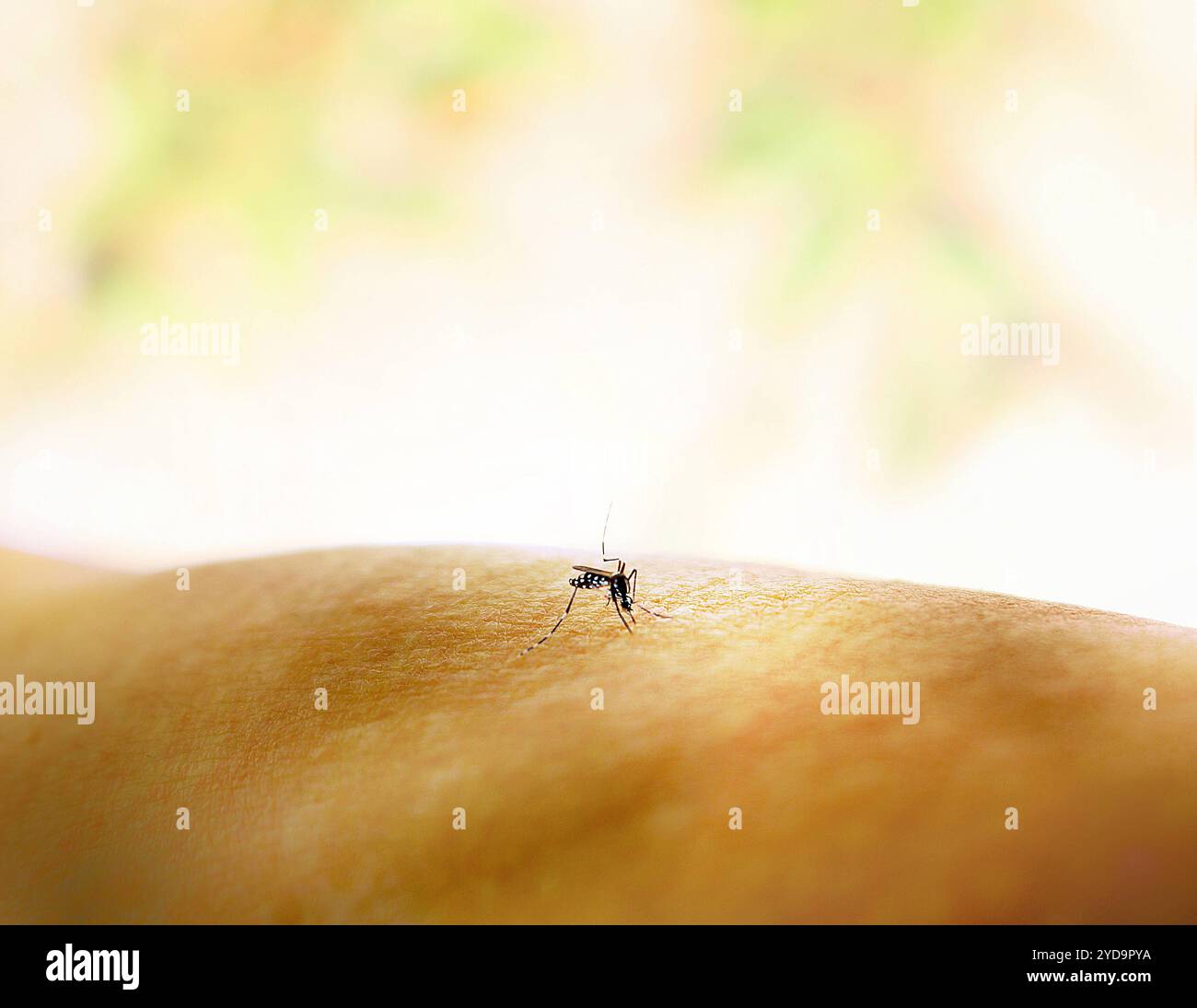 Bite by an Aedes mosquito. This species can transmit multiple diseases ...