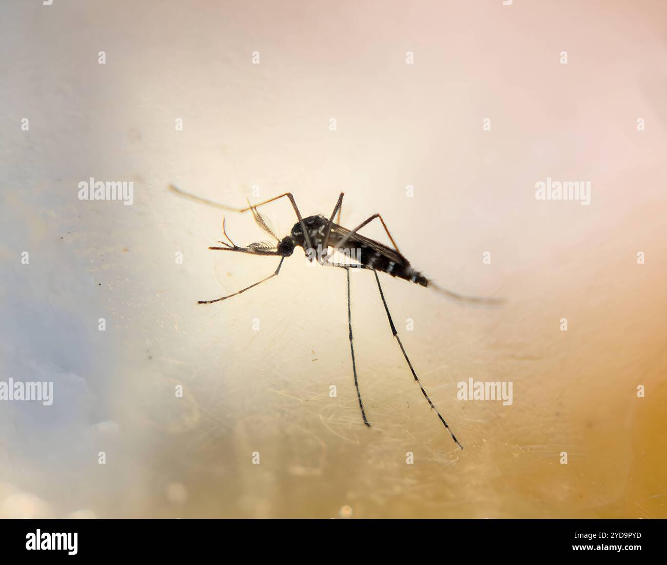 A male Aedes mosquito. This species can transmit diseases such as ...