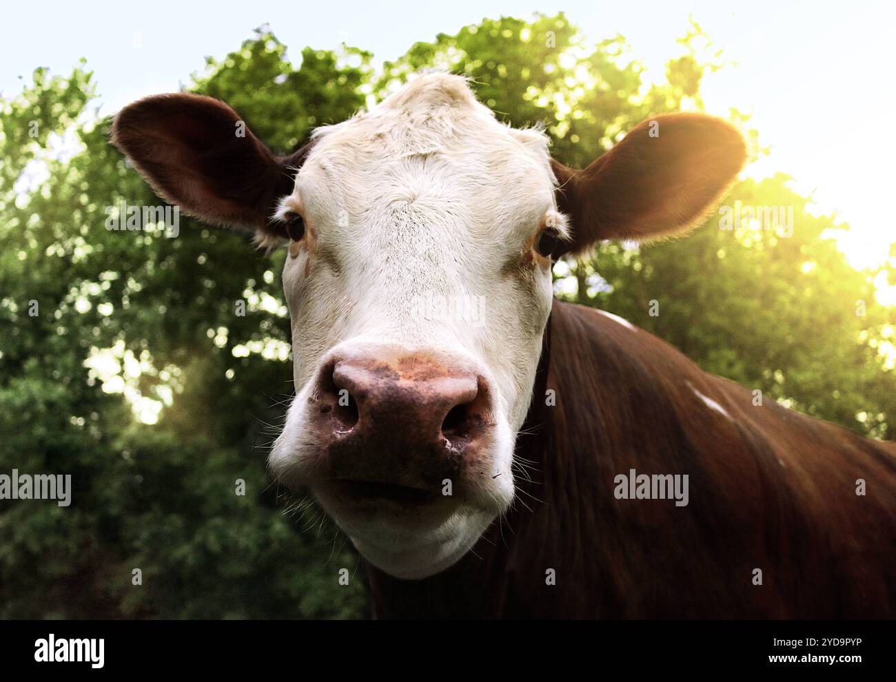 H5n1 cow hi-res stock photography and images - Alamy