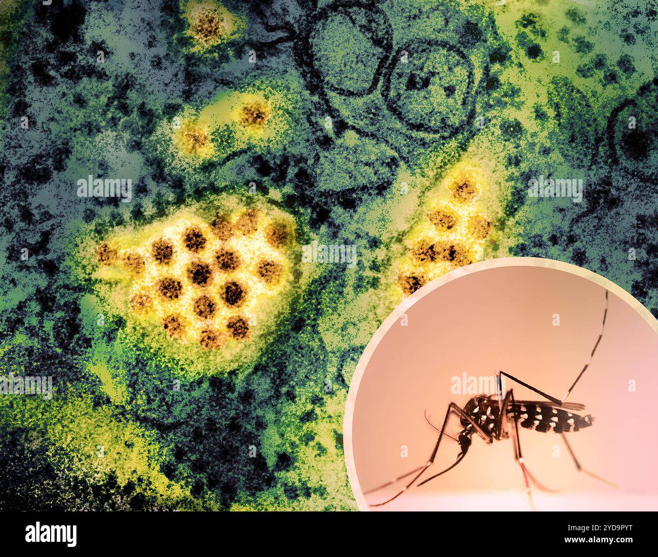 Aedes mosquito and a transmission electron micrograph of dengue virus ...