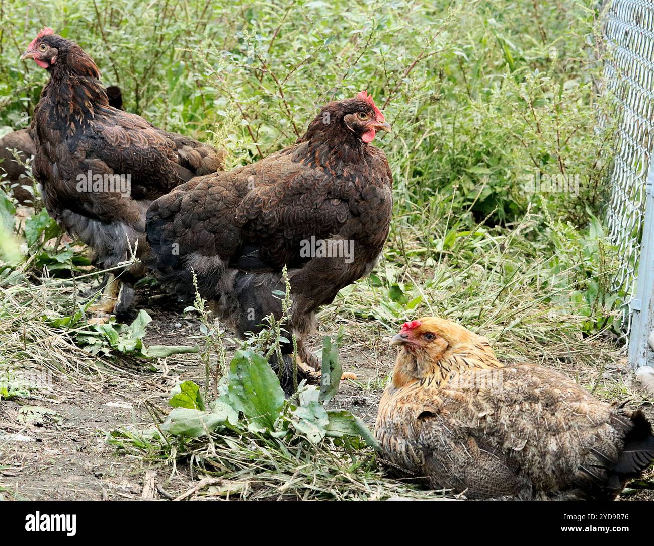 Huehnerhofs hi-res stock photography and images - Alamy