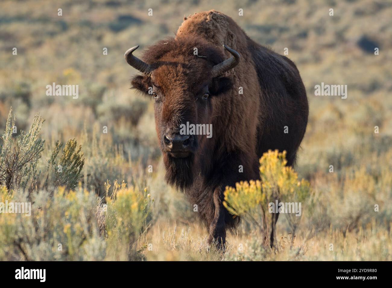 Stampede bison hi-res stock photography and images - Alamy