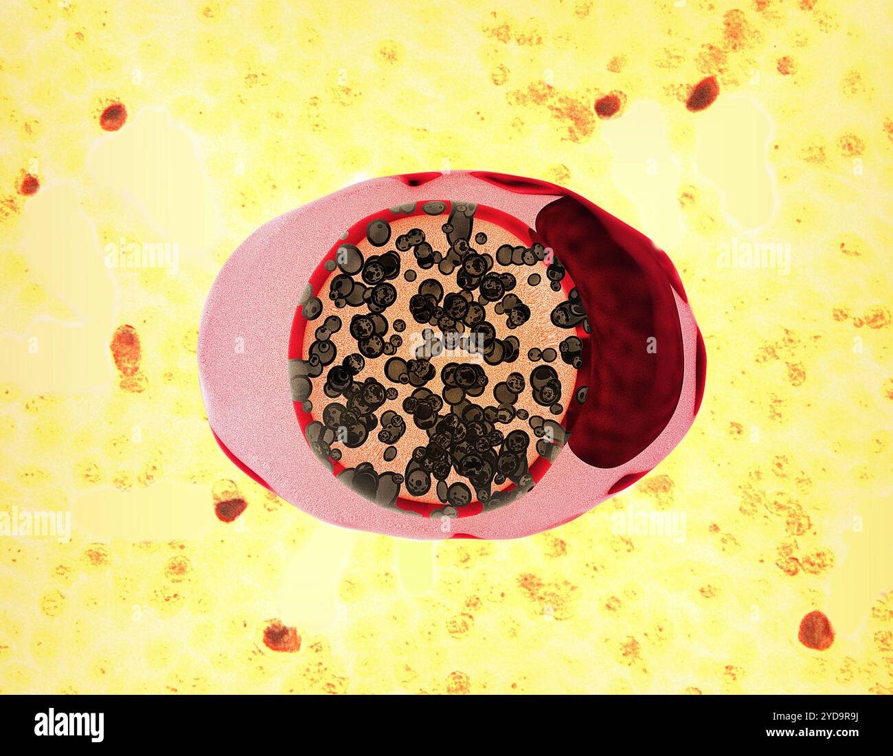 Illustration depicting a chlamydia-infected cell pink and red oval ...