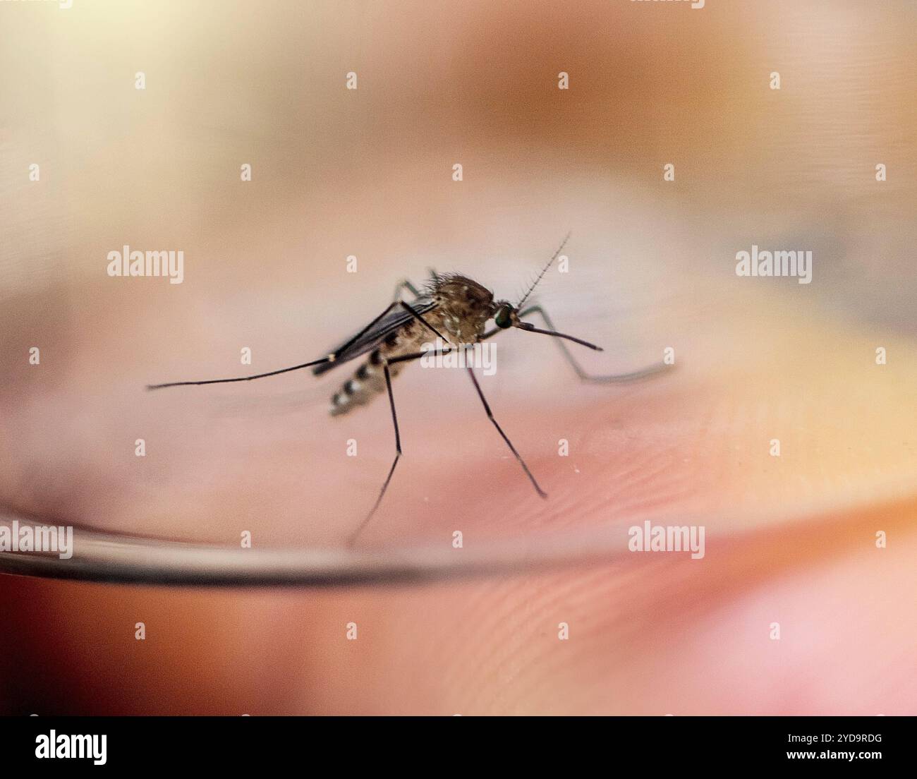 Female Culex restuans mosquito, collected in Maryland. This type of ...