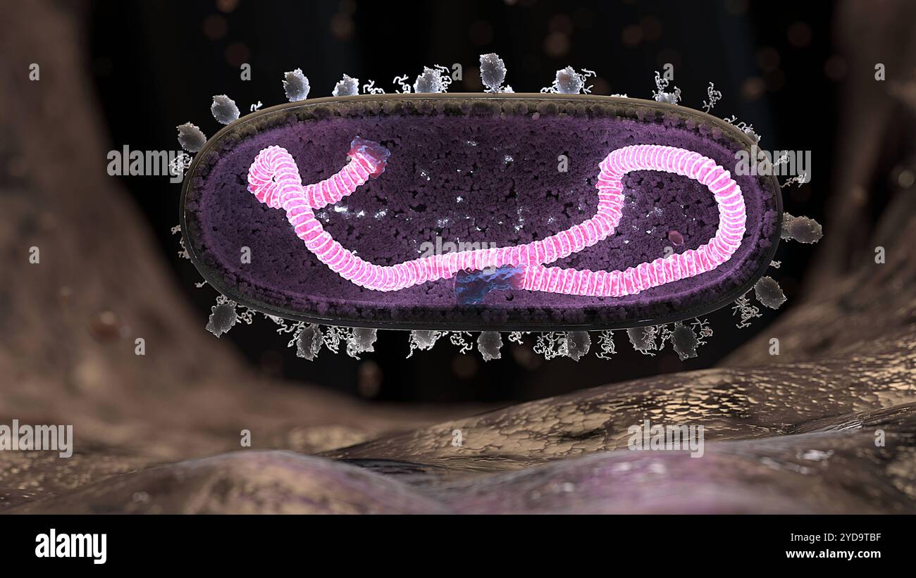 Respiratory syncytial virus RSV in cross-section landing on the surface ...