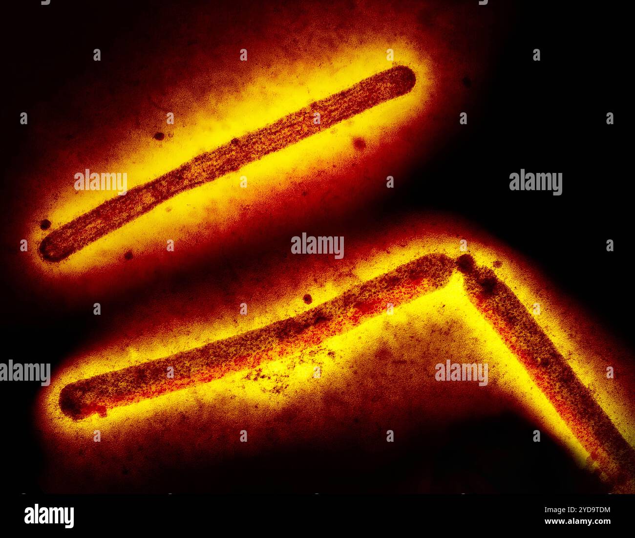Three influenza A H5N1/bird flu virus particles rod-shaped. Note ...