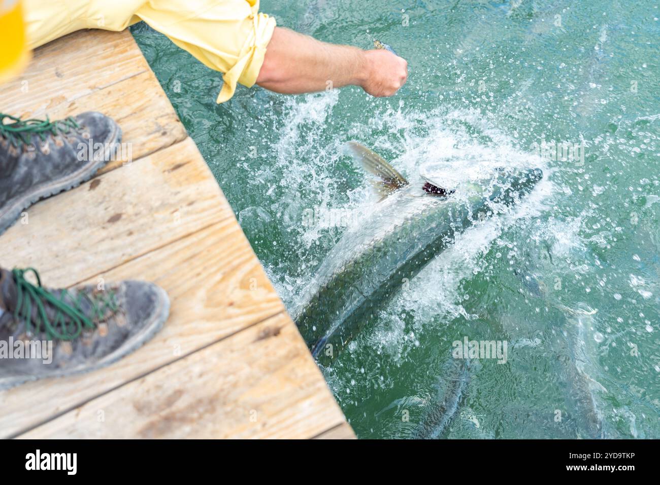 Feeding big fish with small fish by hand from pier Stock Photo - Alamy