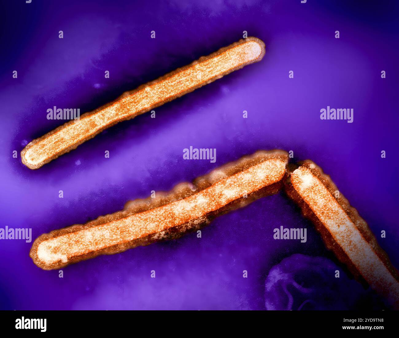 Three influenza A H5N1/bird flu virus particles rod-shaped orange. Note ...