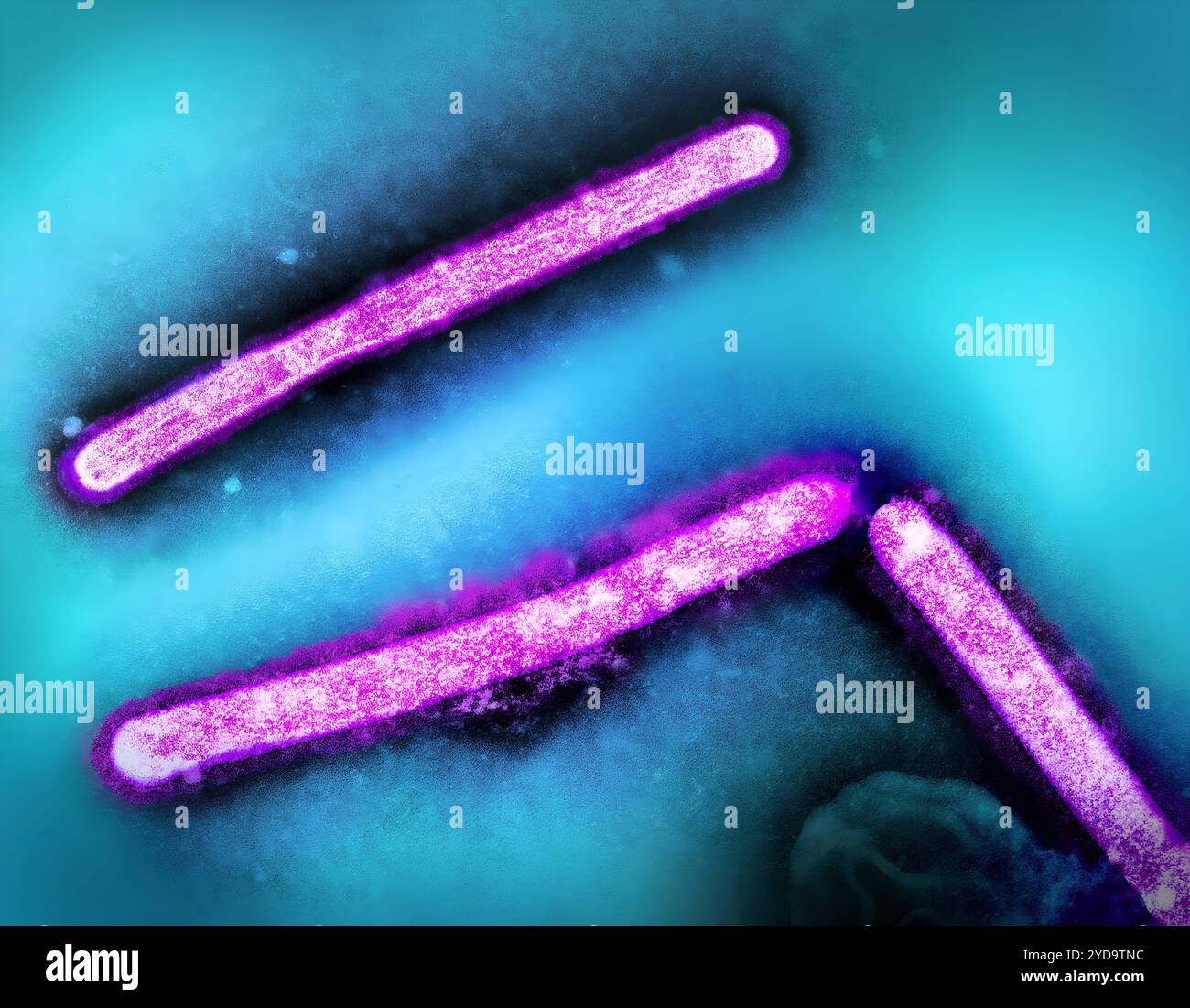 Three influenza A H5N1/bird flu virus particles rod-shaped pink. Note ...