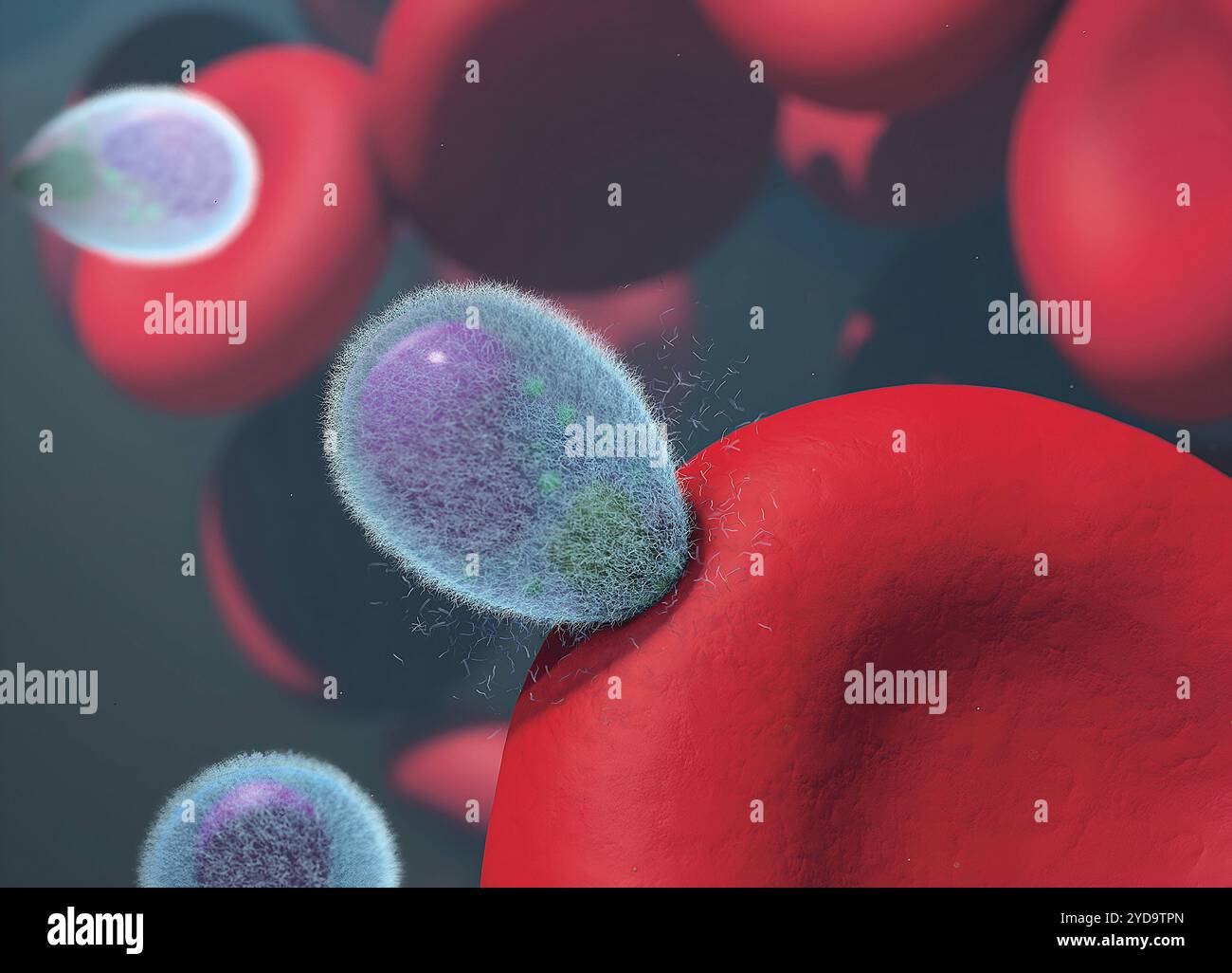 Malaria parasite in blood cells hi-res stock photography and images - Alamy