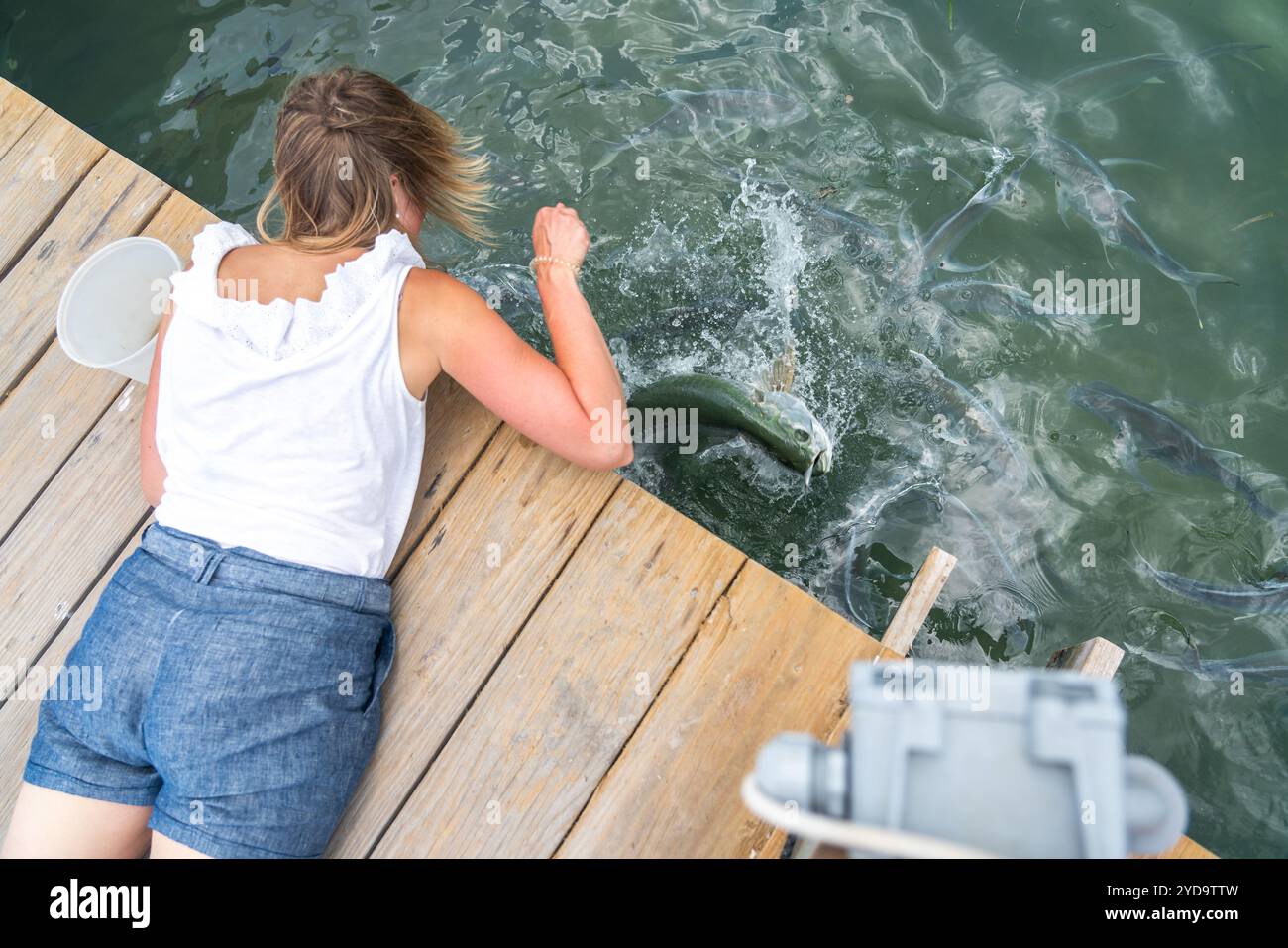 Woman Feeding big fish with small fish by hand from pier Stock Photo ...