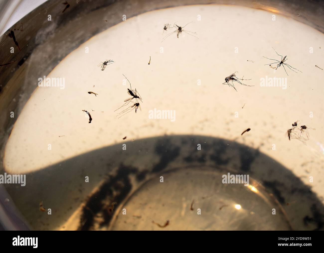 Mosquitos and larvae collected from standing water. Mosquitoes and ...