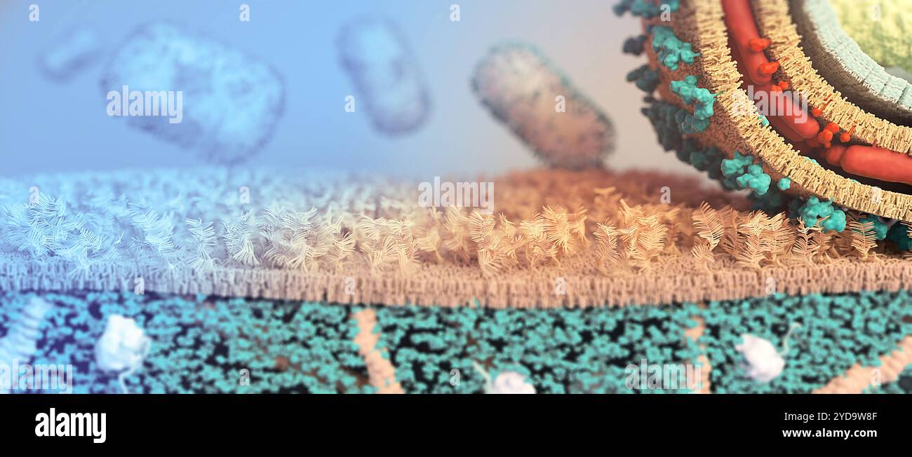Envelope small membrane proteins hi-res stock photography and images ...