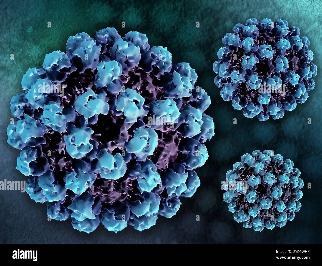 Creative layout featuring 3D renderings of norovirus virus-like ...