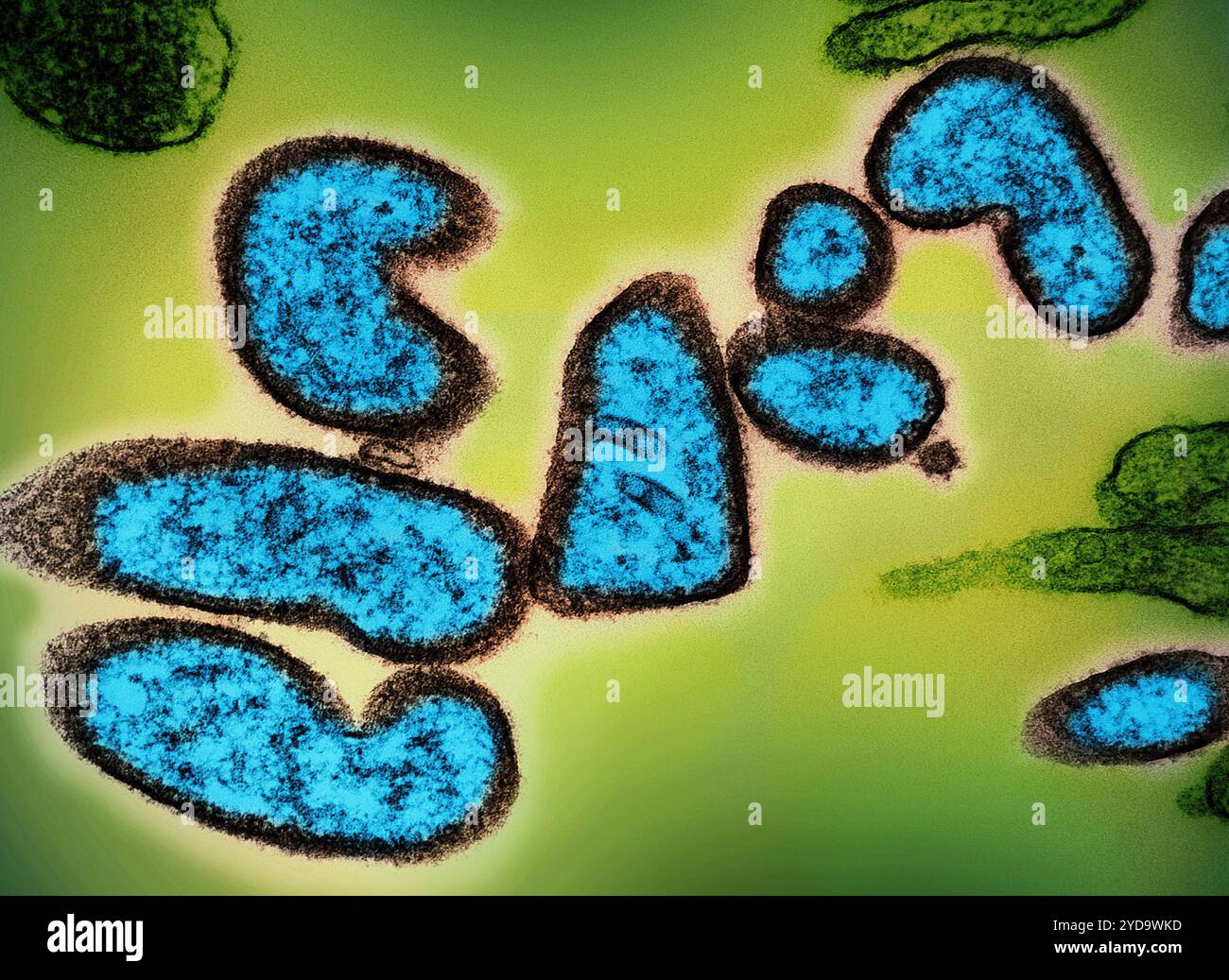 Colorized transmission electron micrograph of mature extracellular ...