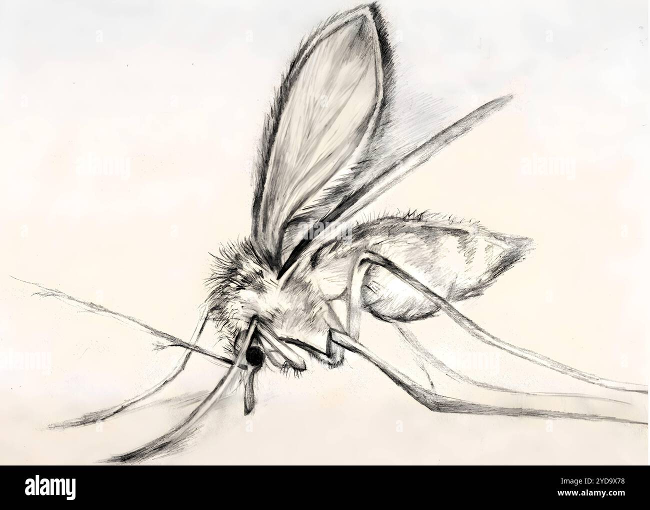 A sketch of a sand fly, which is capable of transmitting the parasites ...