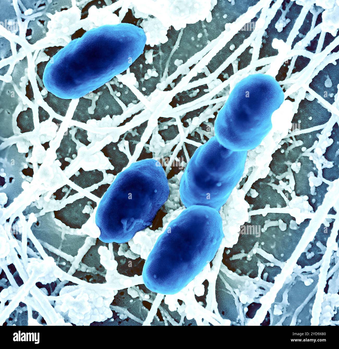 Scanning electron micrograph of Rickettsia typhi bacteria. Rickettsia ...