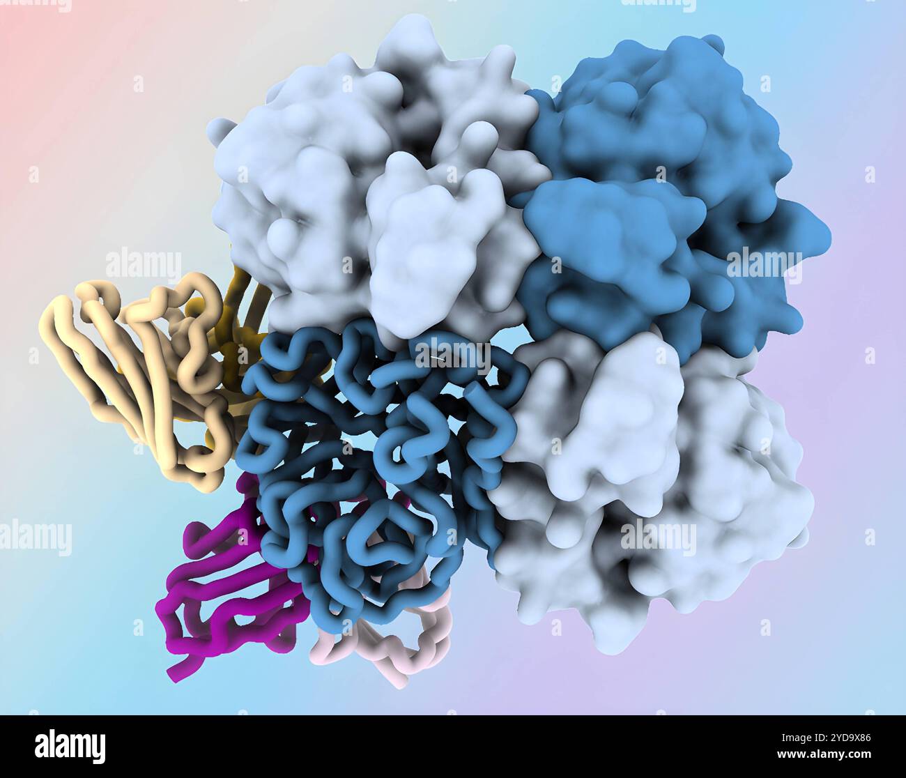 A tetramer of the influenza neuraminidase protein shown in blue and ...