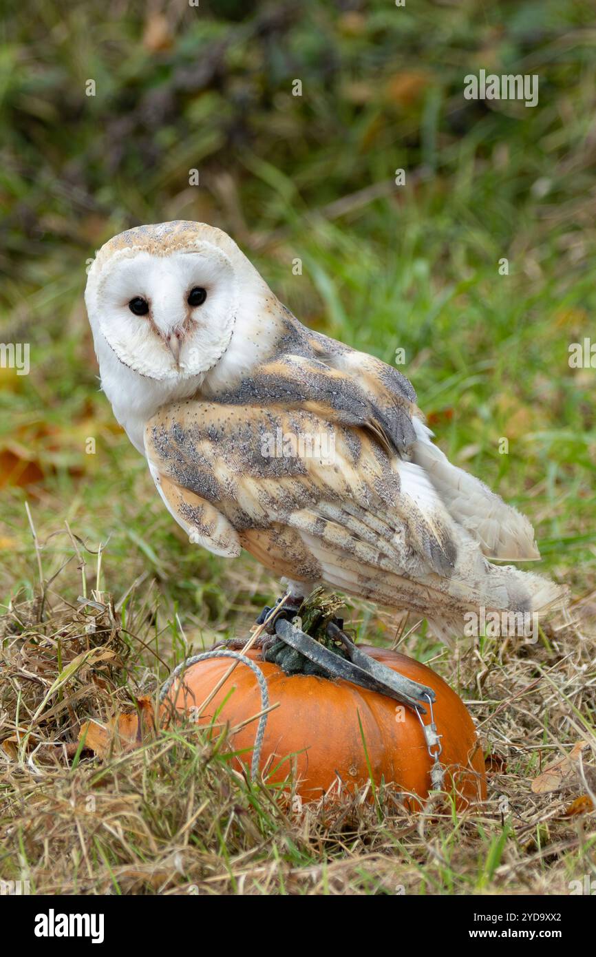 The Irish barn owl is a nocturnal bird known for its heart-shaped face ...