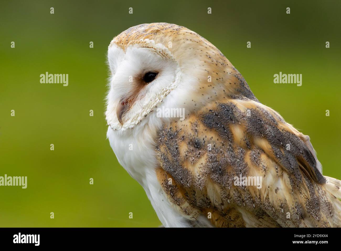 The Irish barn owl is a nocturnal bird known for its heart-shaped face ...