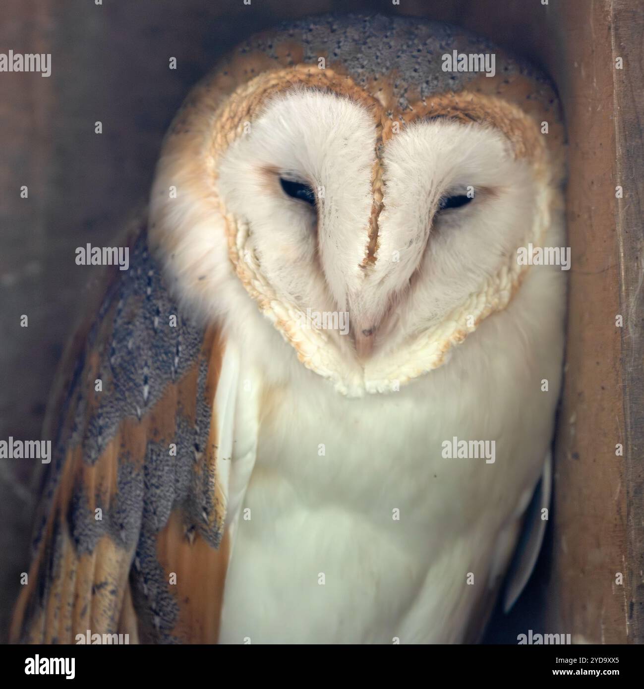 The Irish barn owl is a nocturnal bird known for its heart-shaped face ...