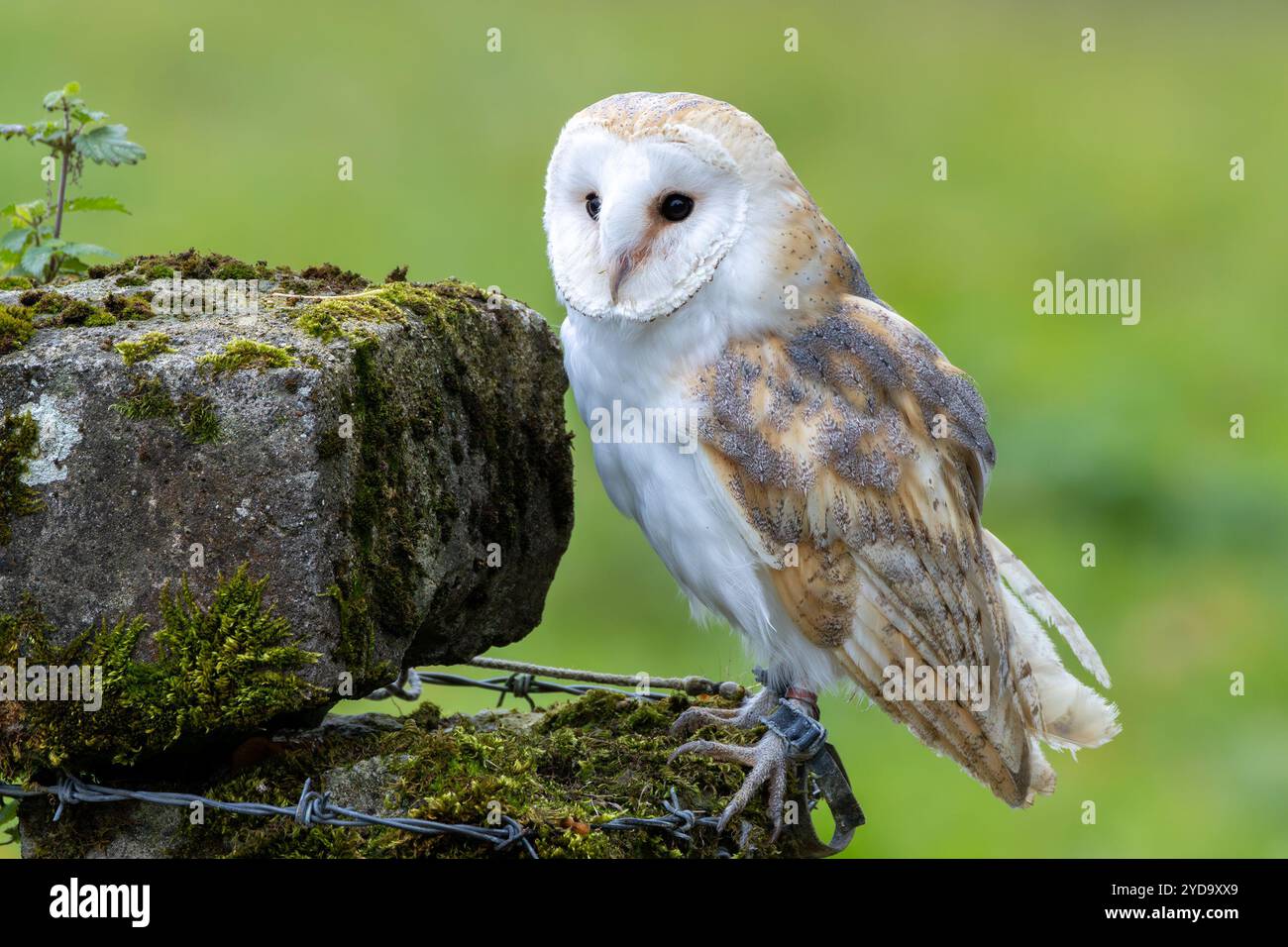 The Irish barn owl is a nocturnal bird known for its heart-shaped face ...