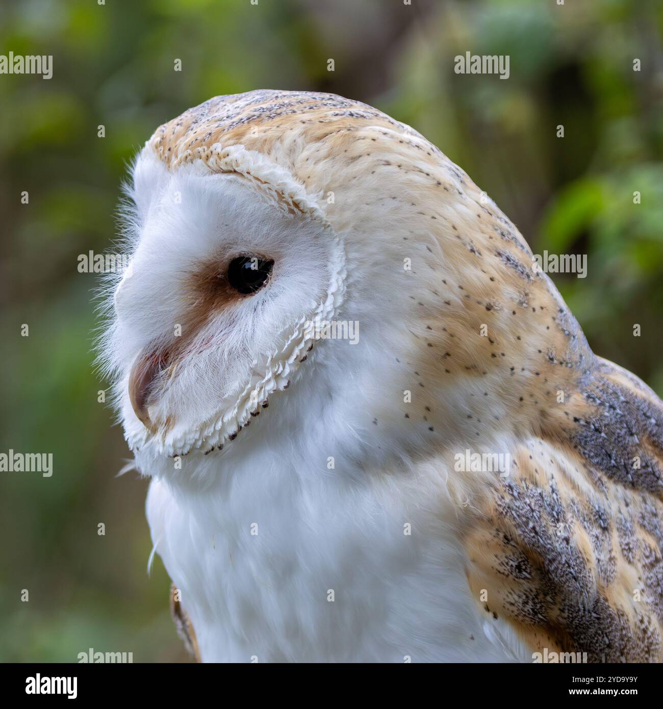 The Irish barn owl is a nocturnal bird known for its heart-shaped face ...