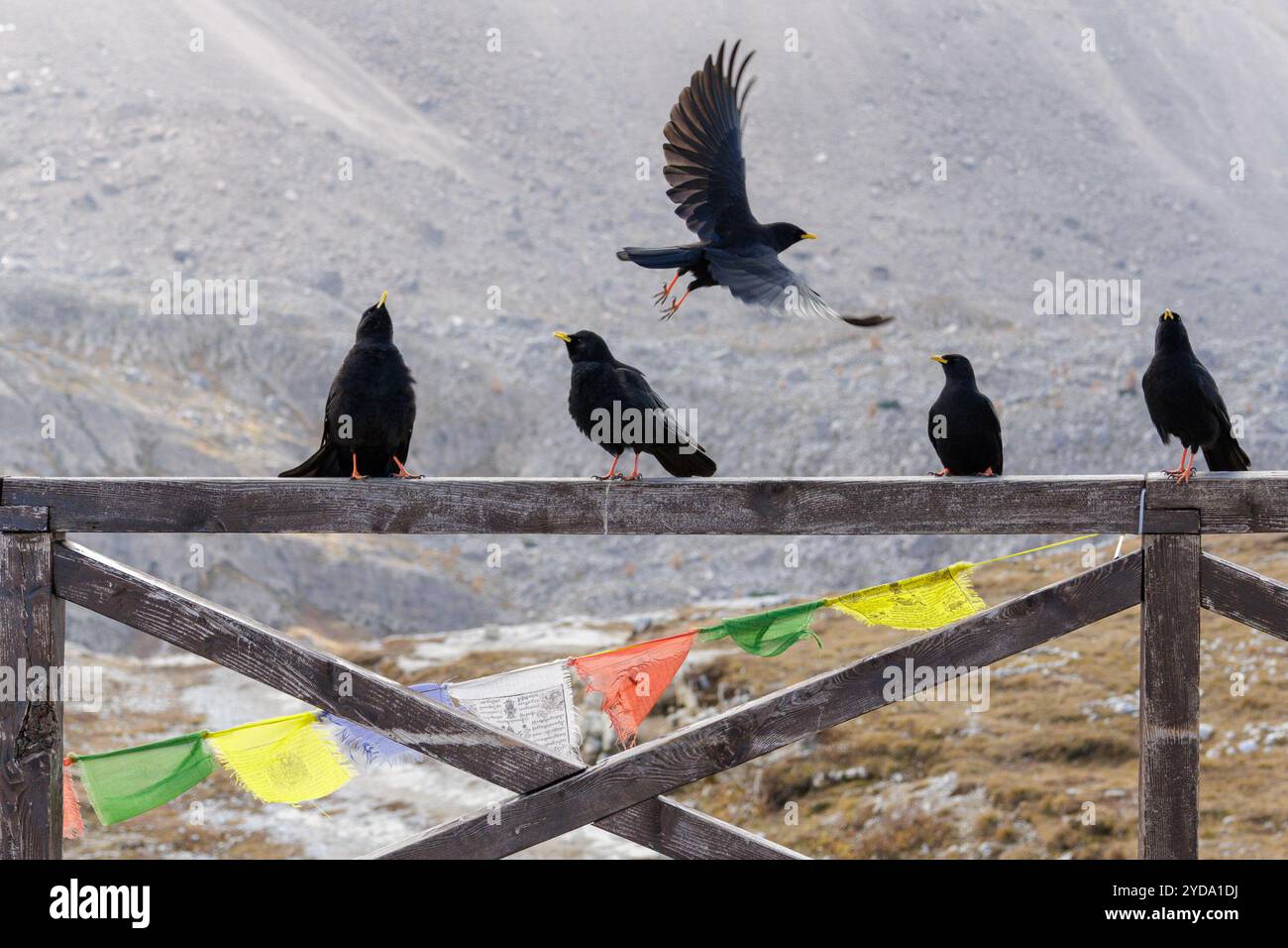 The Alpine chough or yellow-billed chough (Pyrrhocorax graculus), on ...