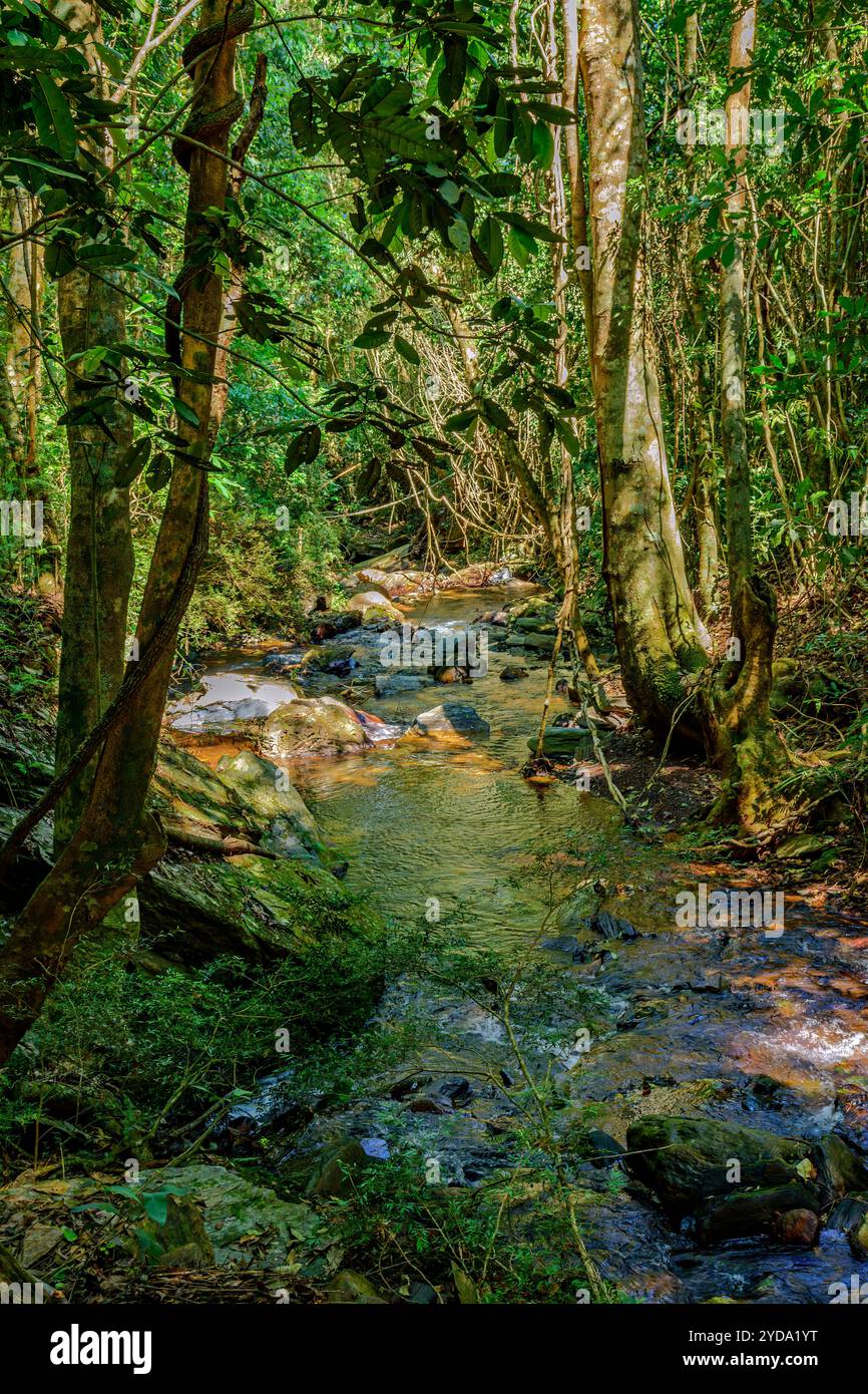 Rainforest vegetation hi-res stock photography and images - Alamy
