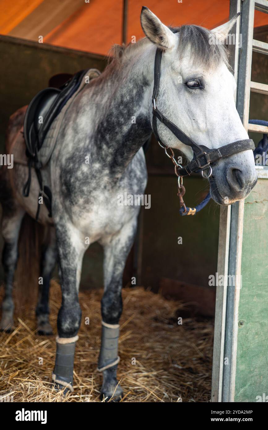 vertical beautiful horse stands tied to the fence of the stable ...