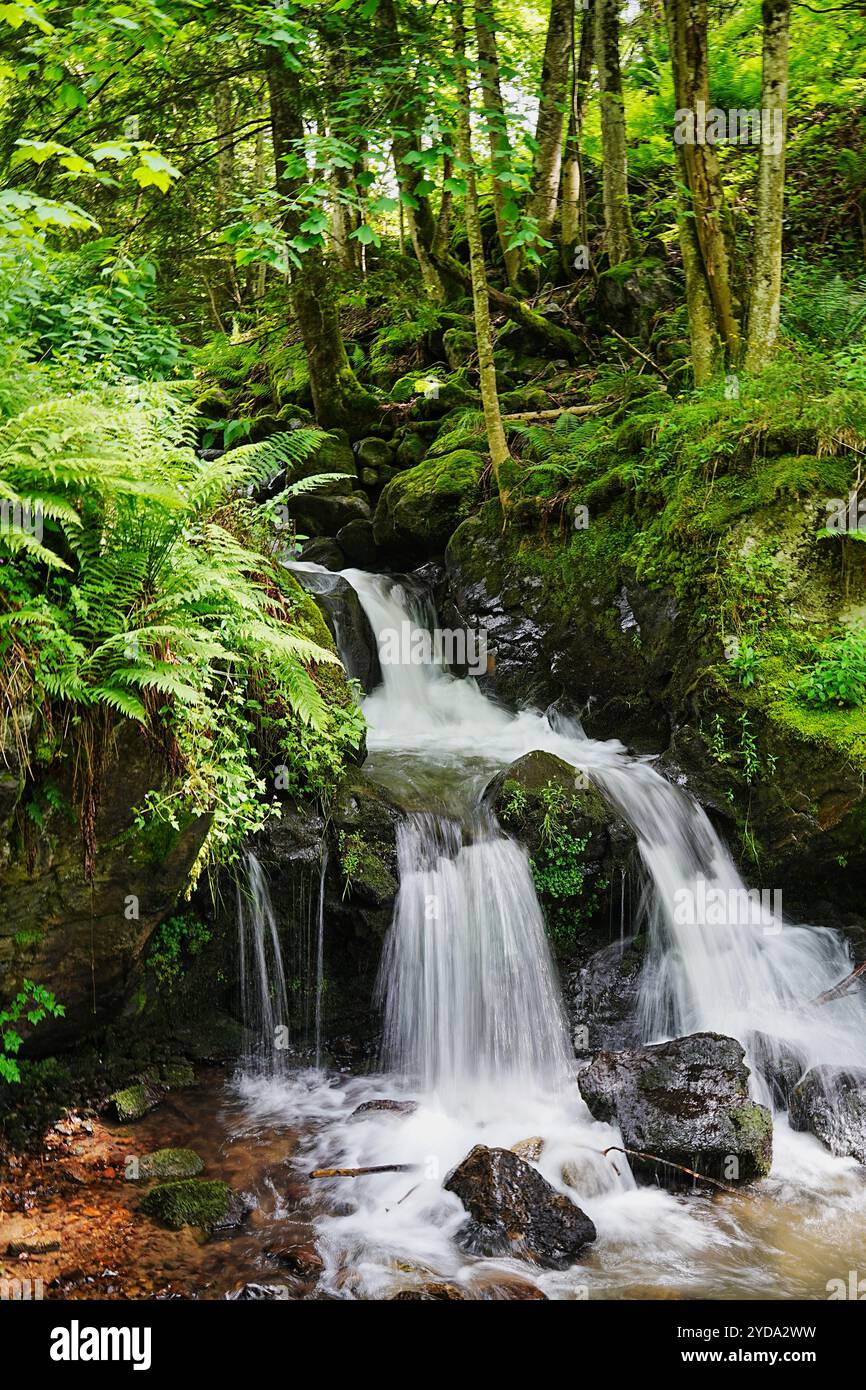 Todtnau waterfalls in the Black Forest Stock Photo - Alamy