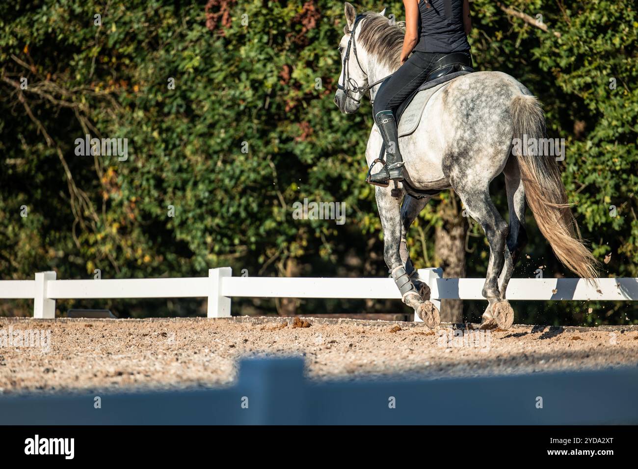 unrecognizable female rider, seen from behind, rides her horse through ...