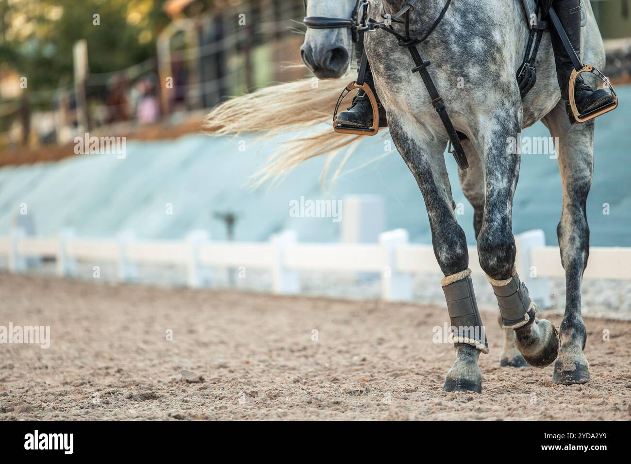 close-up view of an unrecognizable horse being ridden in the equestrian ...