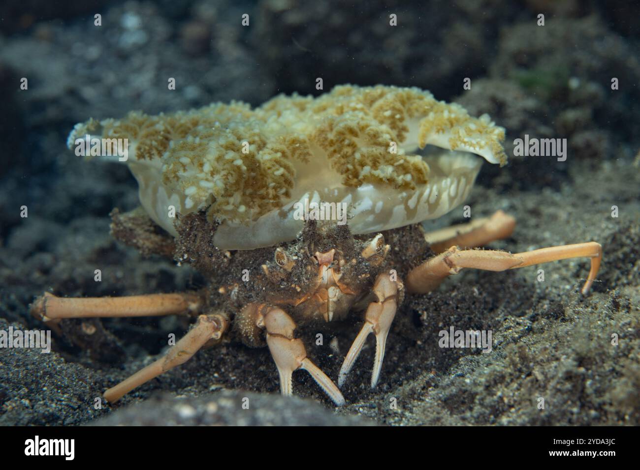 An unidentified crab carries an upside down jellyfish, Cassiopea sp ...