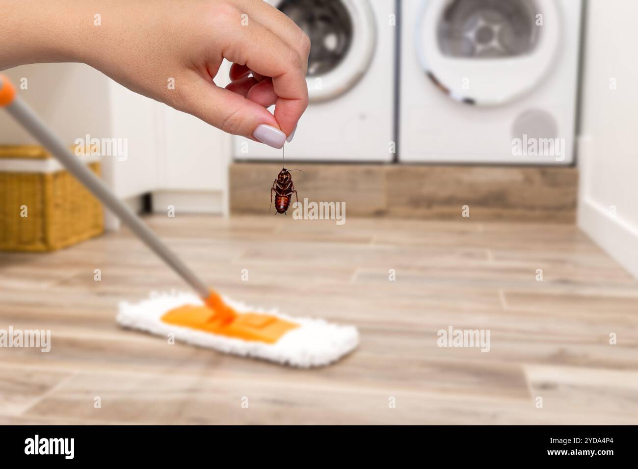 Hand holding dead cockroach with background of modern mop cleaning a ...