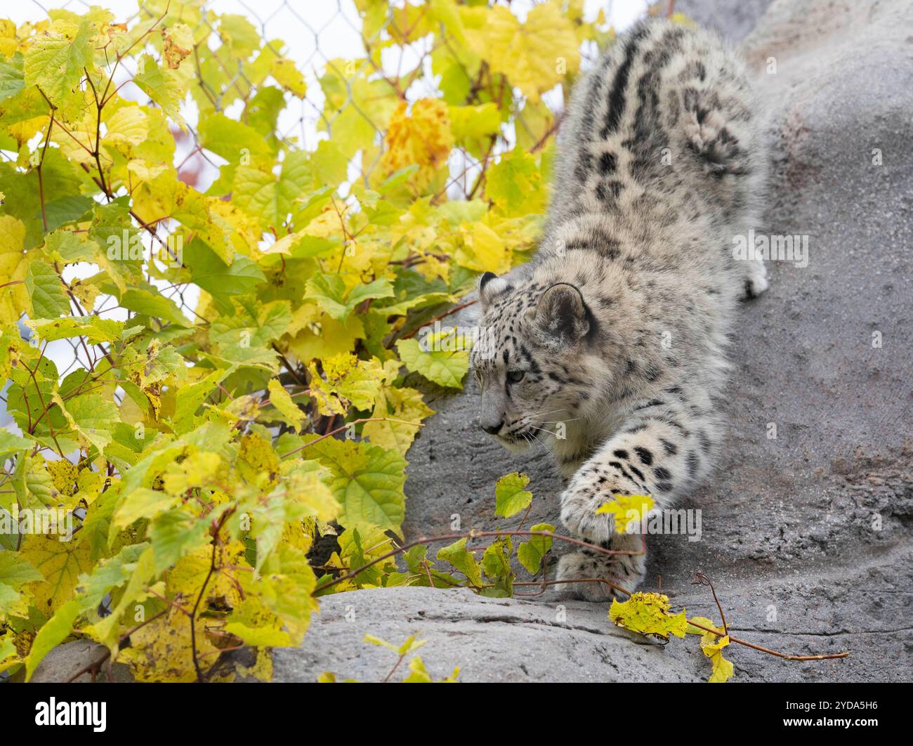 Toronto, Canada. 25th Oct, 2024. A five-month-old snow leopard cub is ...