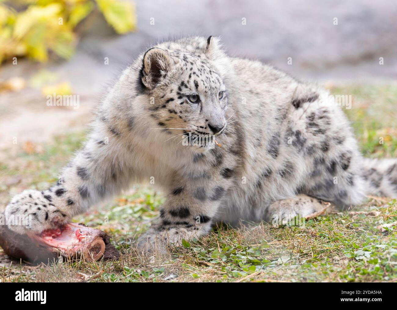 Toronto, Canada. 25th Oct, 2024. A five-month-old snow leopard cub is ...