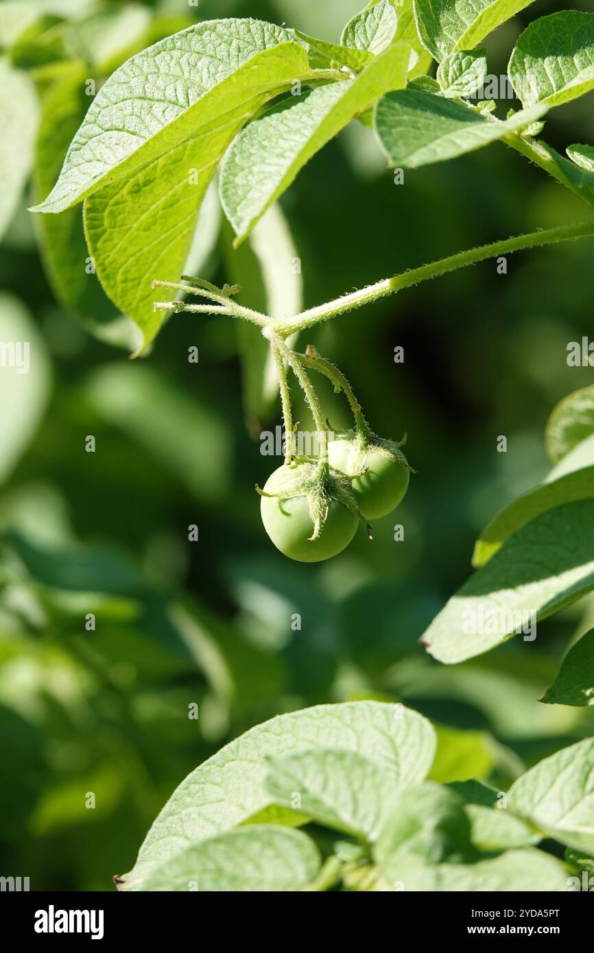 Solanum tuberosum, potato, fruit Stock Photo - Alamy