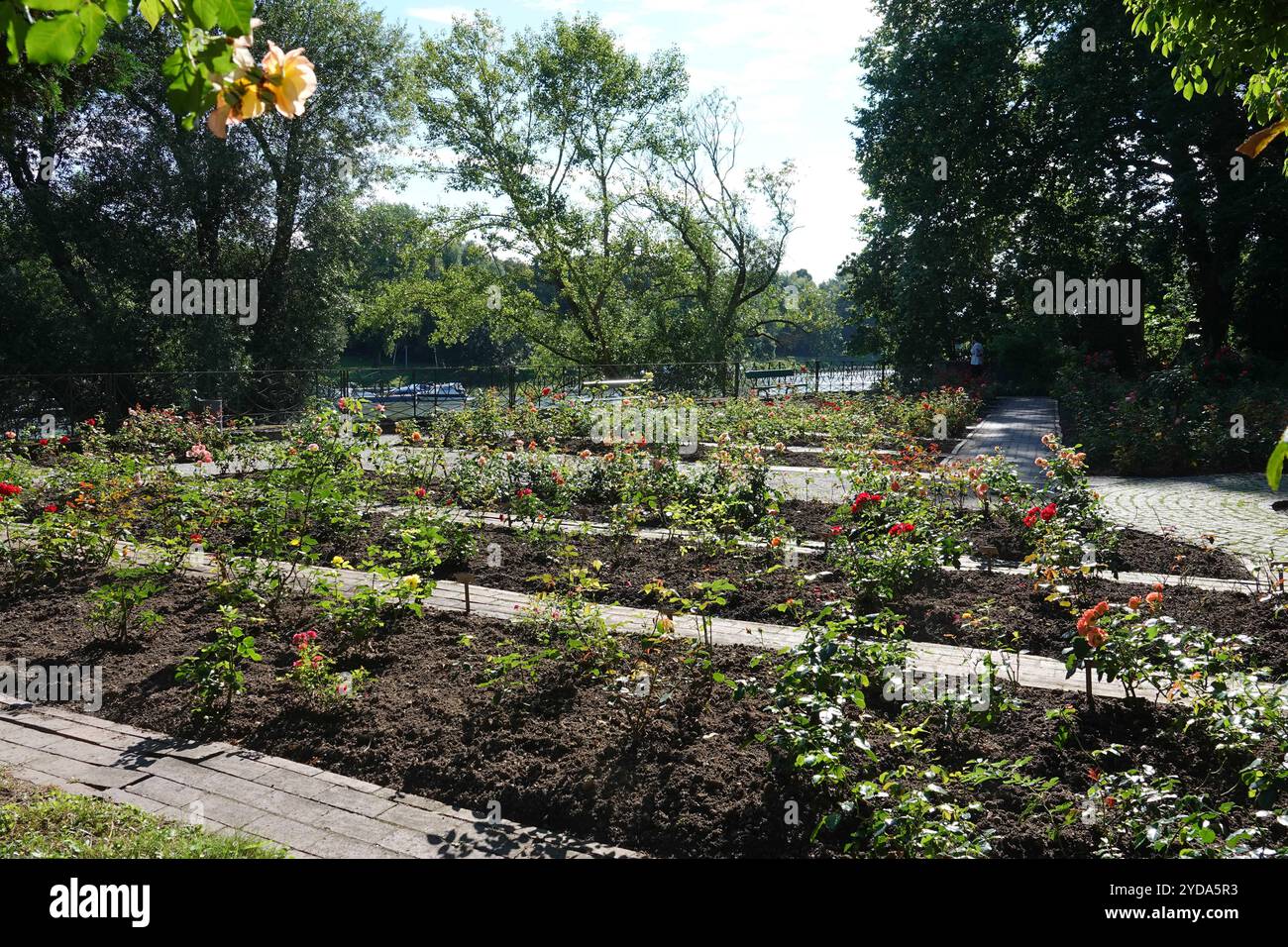 Rosarium, rose garden Stock Photo - Alamy