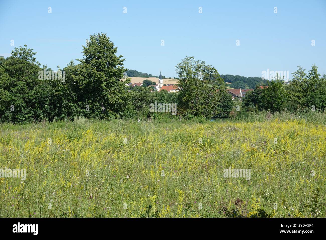 Biotop, flowering area Stock Photo - Alamy