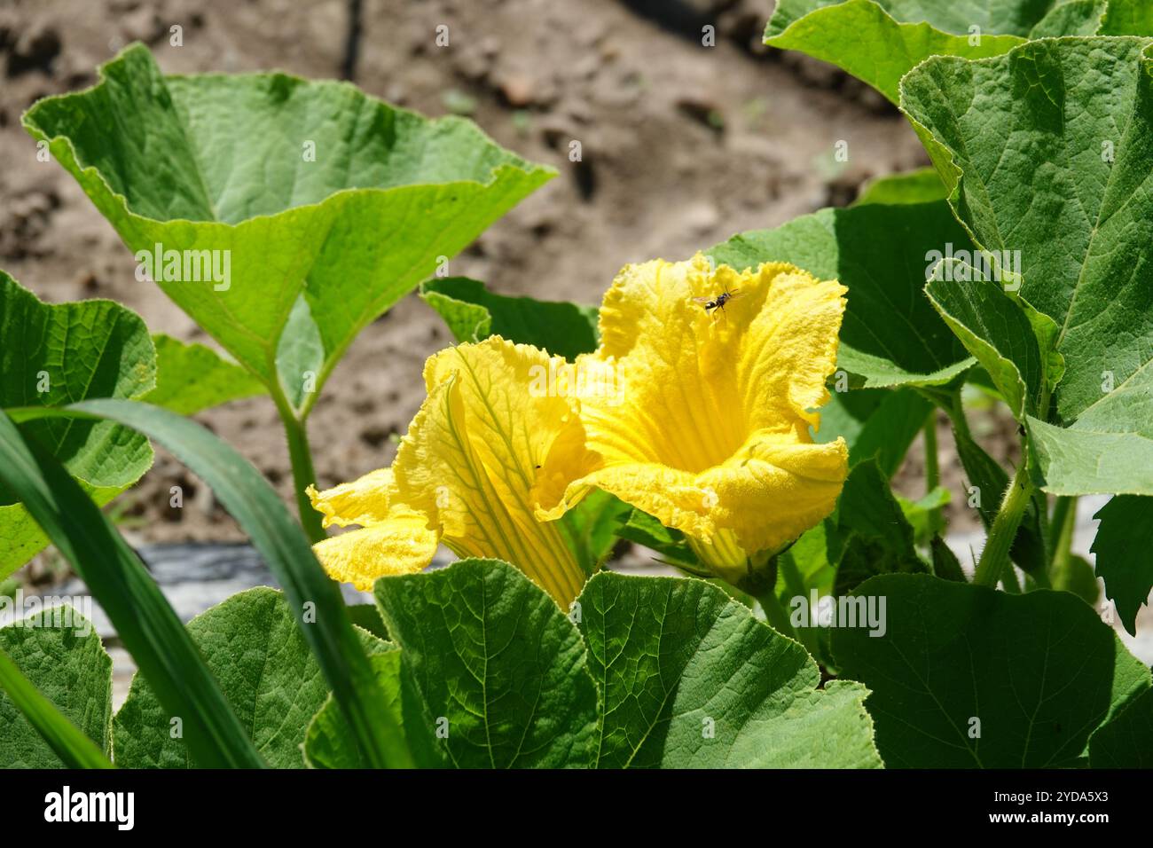 Cucurbita pepo, pumpkin Stock Photo - Alamy