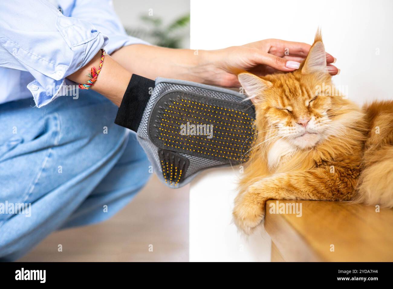 Closeup of woman combing fur Maine Coon cat with brush on the floor ...