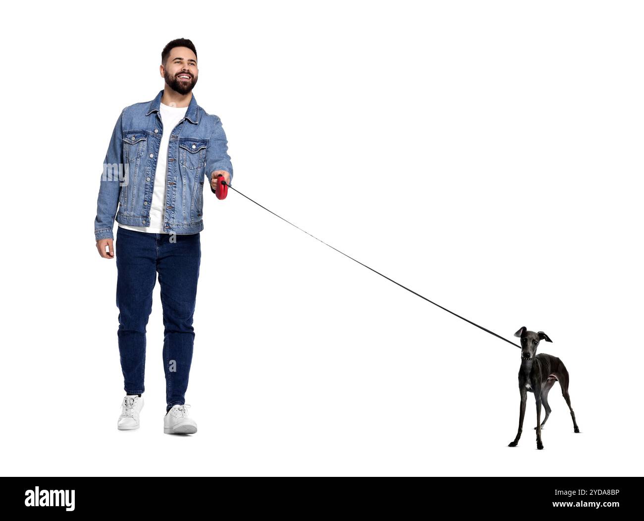 Man walking greyhound dog on hi-res stock photography and images - Alamy